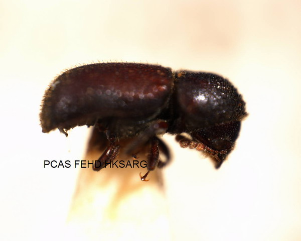 竹蠹 Dinoderus minutus