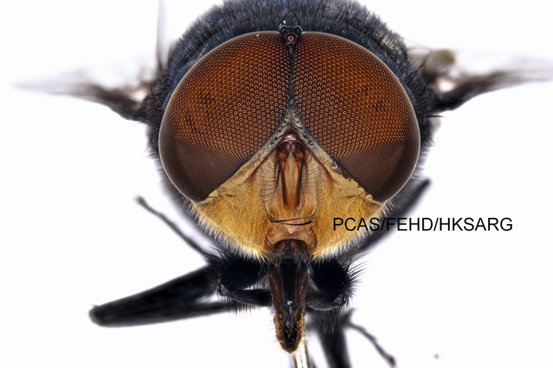 大頭金蠅 Chrysomya megacephala
