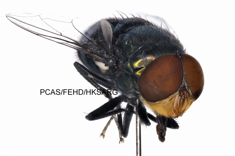 大頭金蠅 Chrysomya megacephala