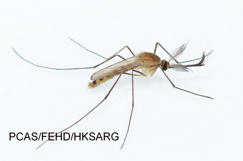 白胸库蚊 Culex pallidothorax