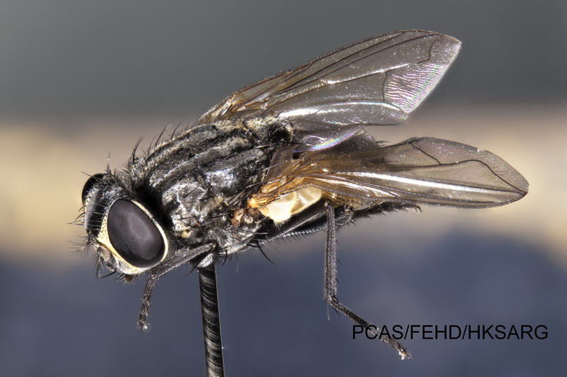 家蠅 Musca domestica